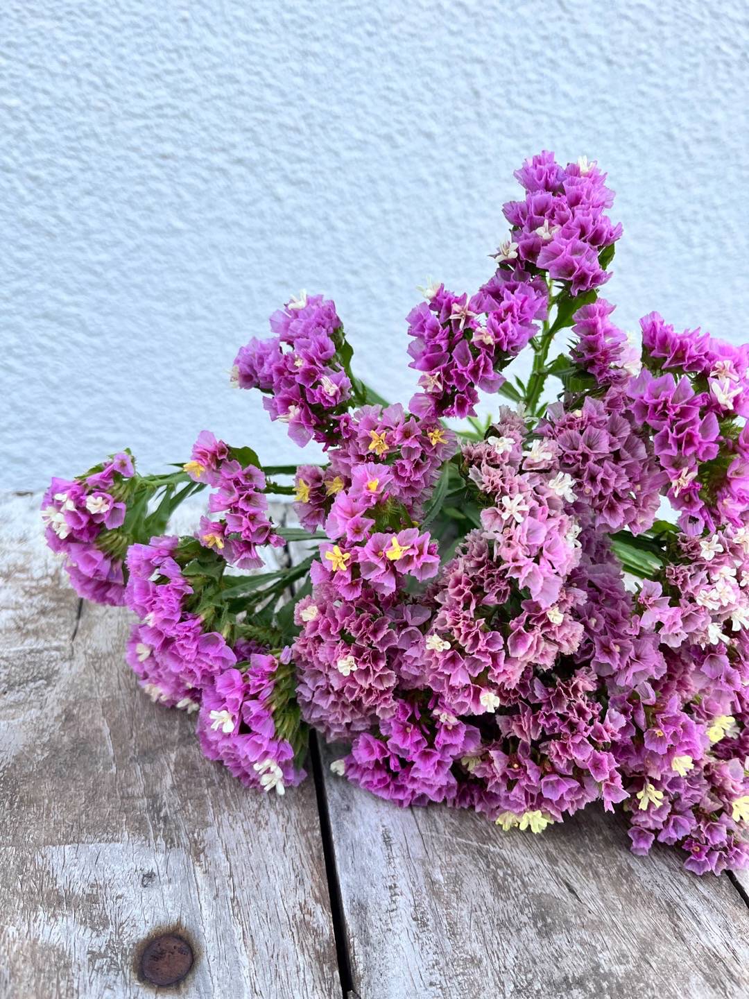 Oh!Garden - Risp Forever Happy