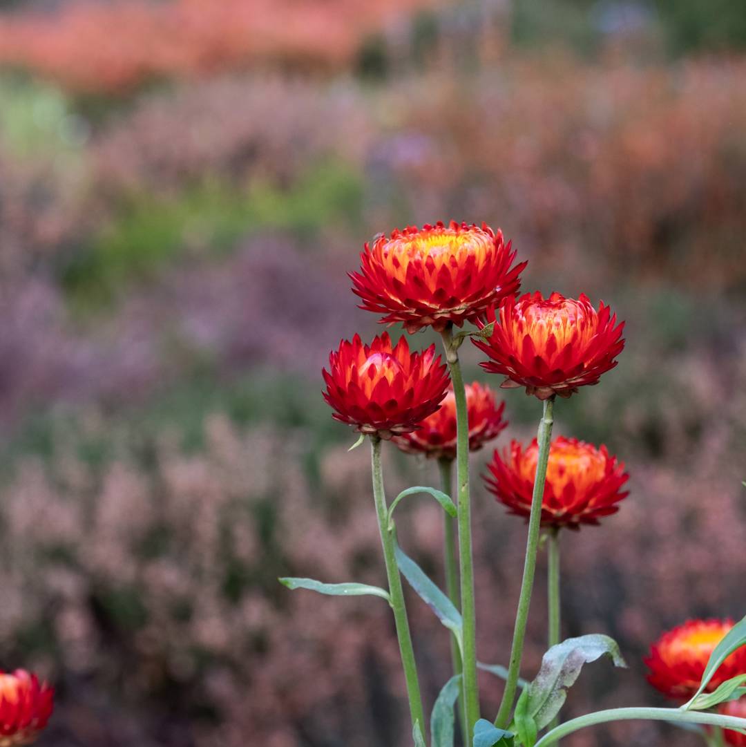 Oh!Garden - Jätte-eternell Scarlet