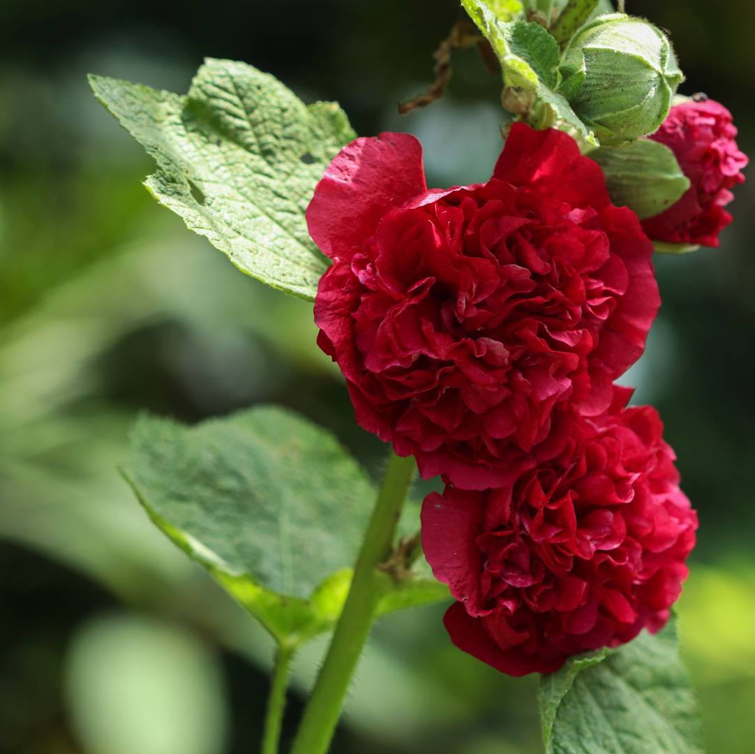 Oh!Garden - Stockros Pleniflora Röd