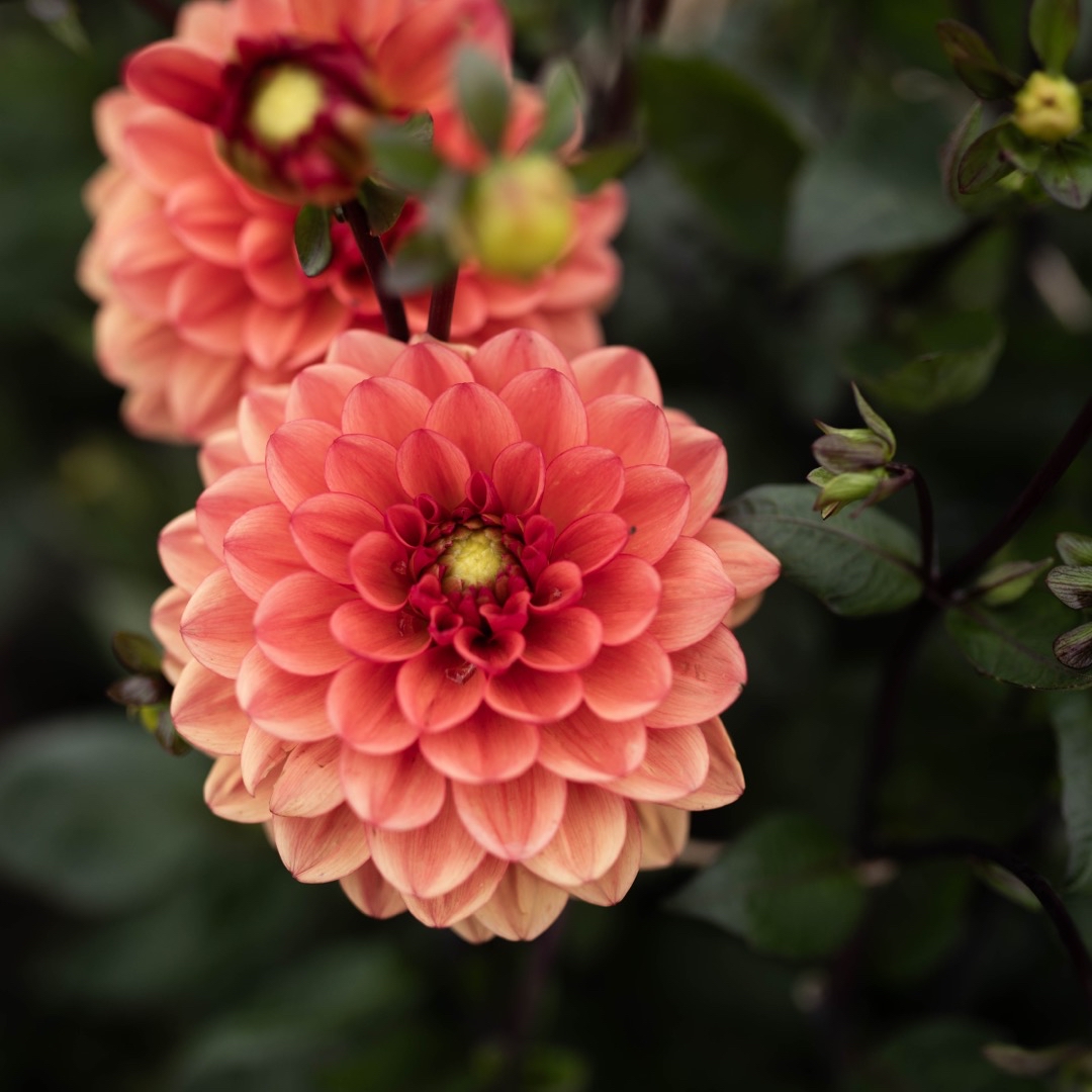 Oh!Garden - Dahlia Orange Girl