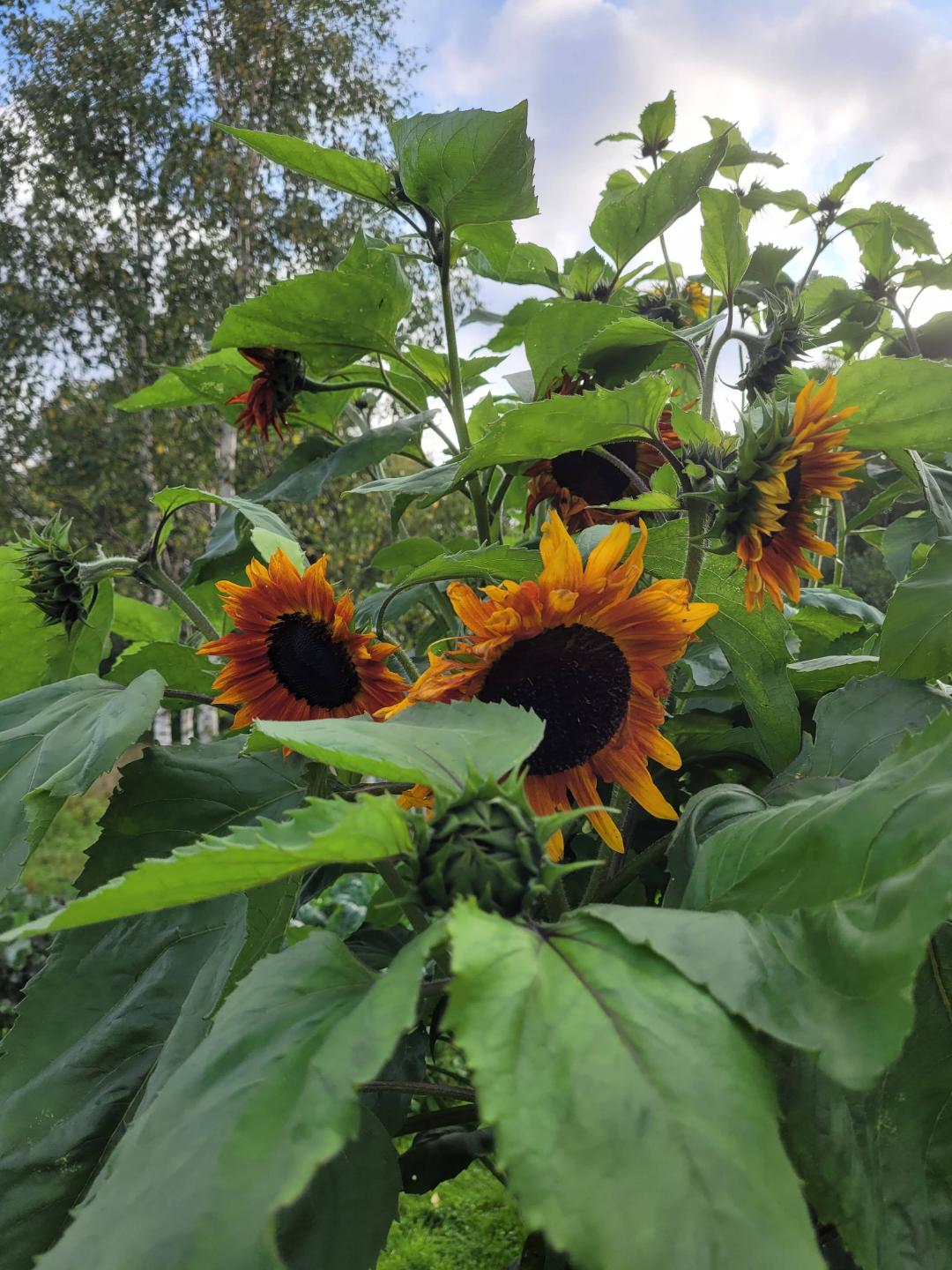 Oh!Garden - Solros Multi Branched