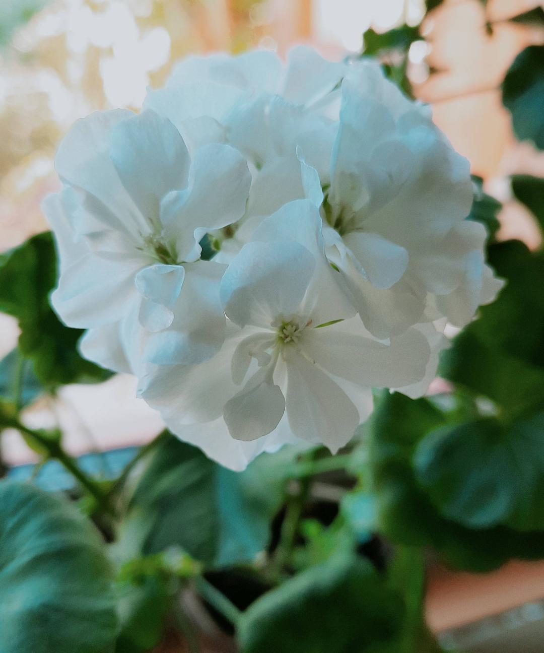 Oh!Garden - Pelargon Karna