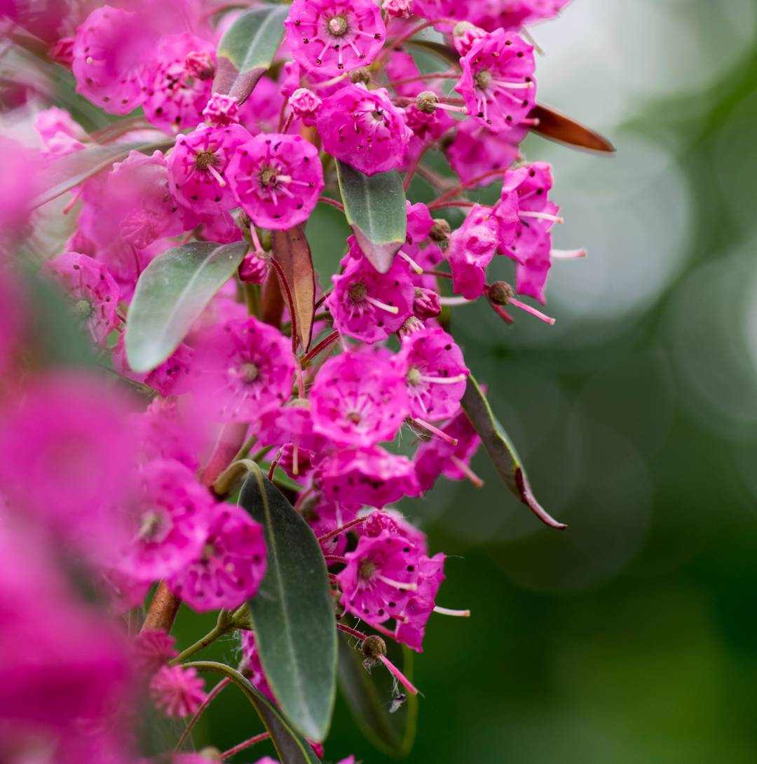 Oh!Garden - Smalbladig Kalmia Rubra