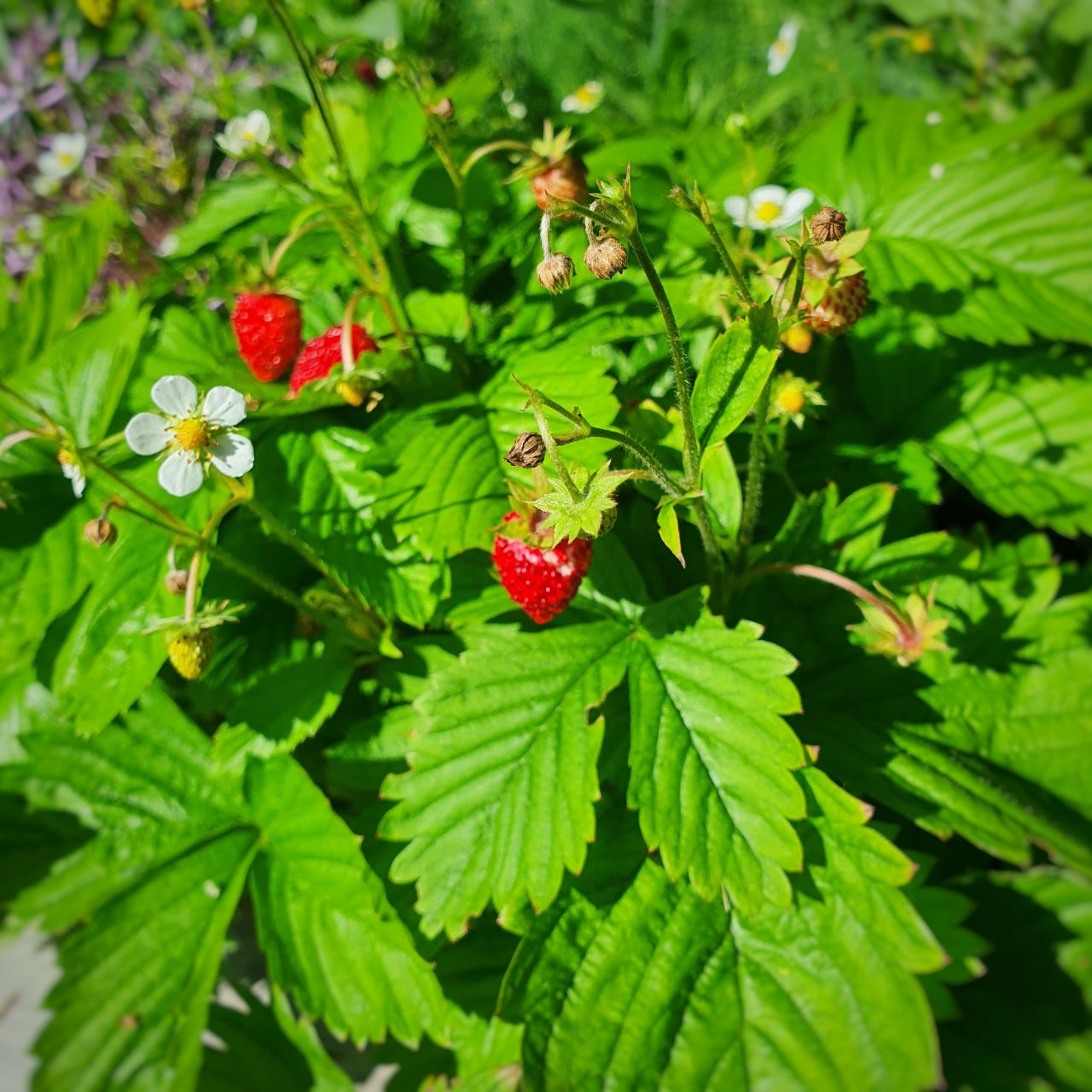 Oh!Garden - Månadssmultron Rügen