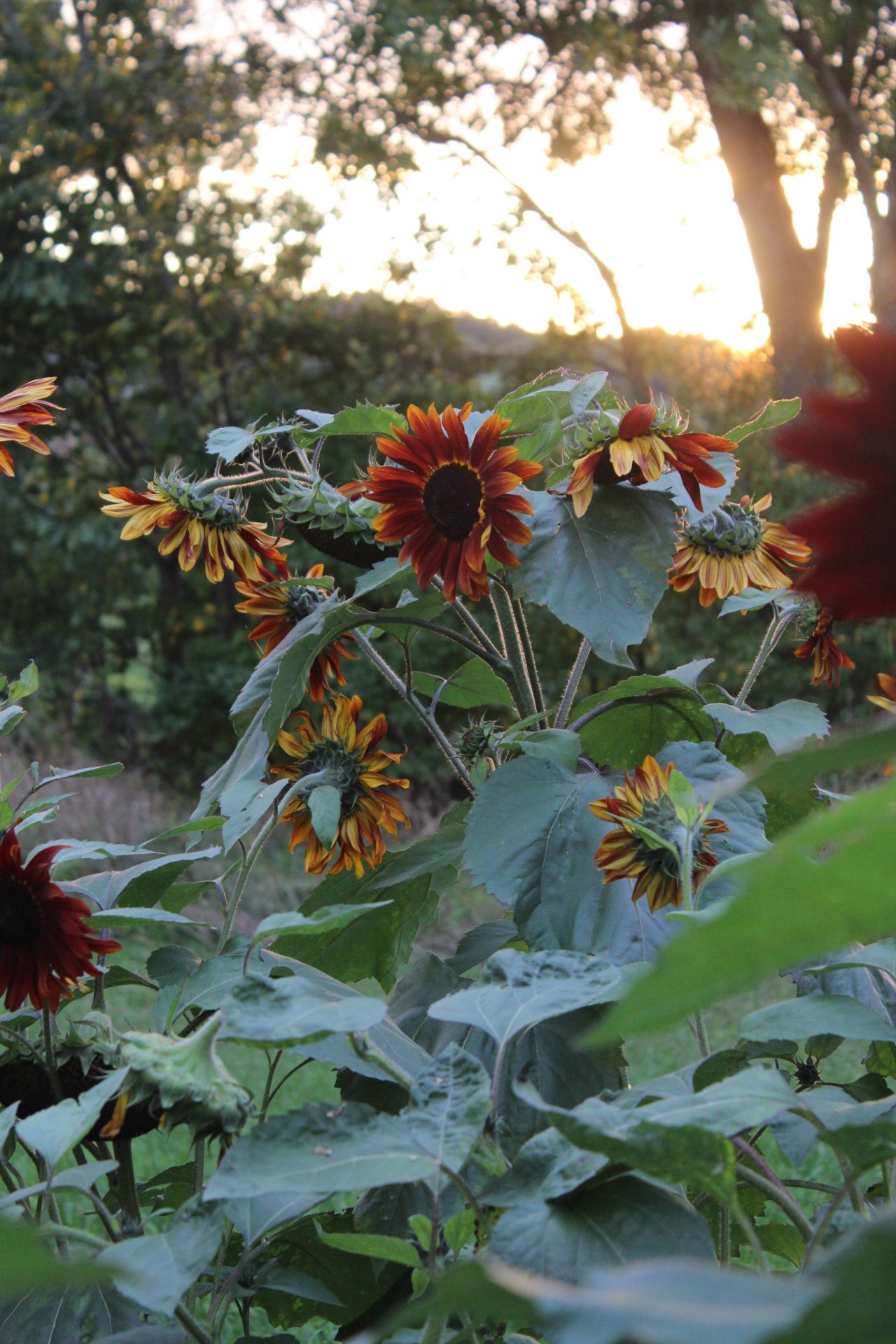 Oh!Garden - Solros Ruby F1