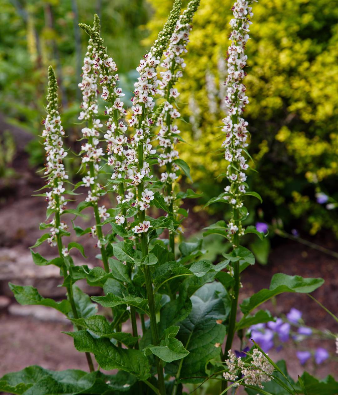 Oh!Garden - Kungsljus Snowy Spires