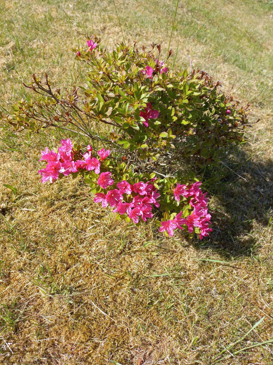 Oh!Garden - Japansk Azalea Amoena