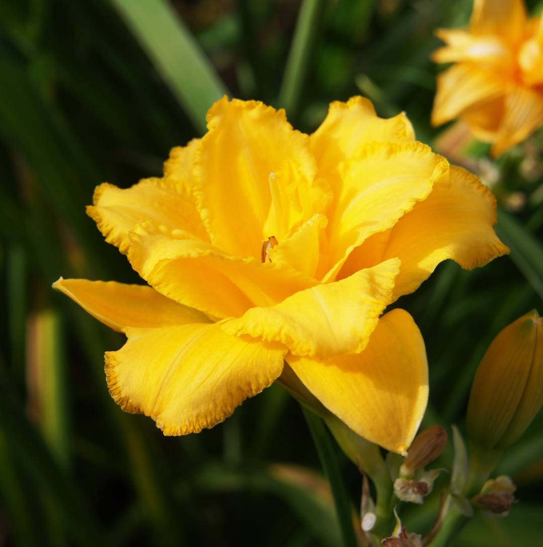 Oh!Garden - Daglilja Condilla