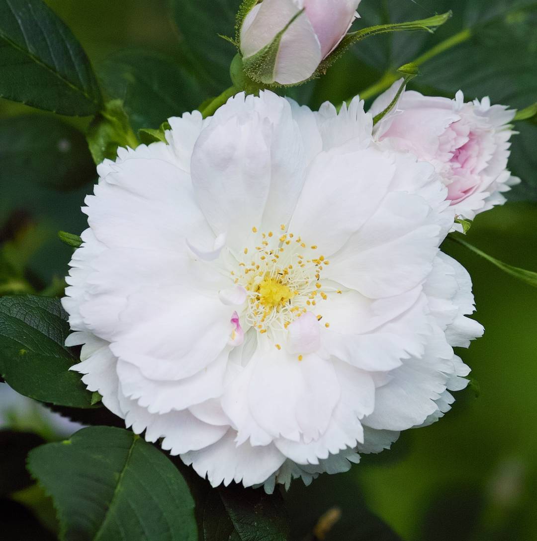 Oh!Garden - Ros Fimbriata