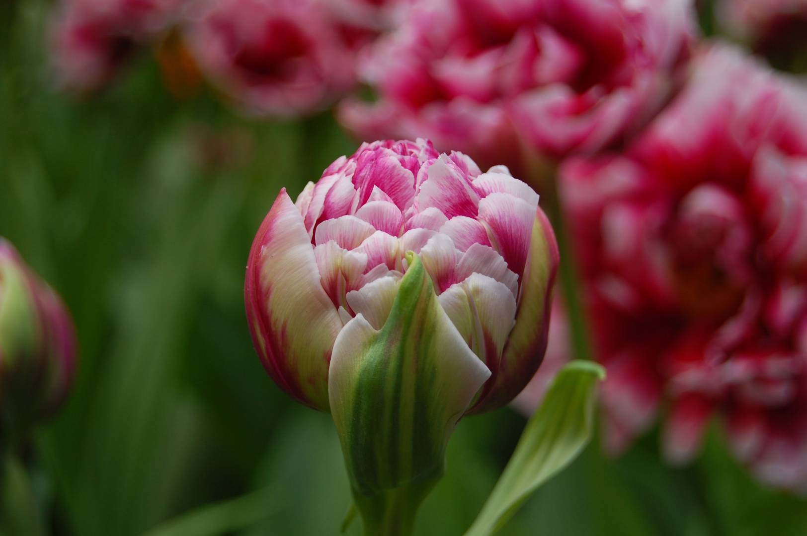 Oh!Garden - Tulpan Melrose