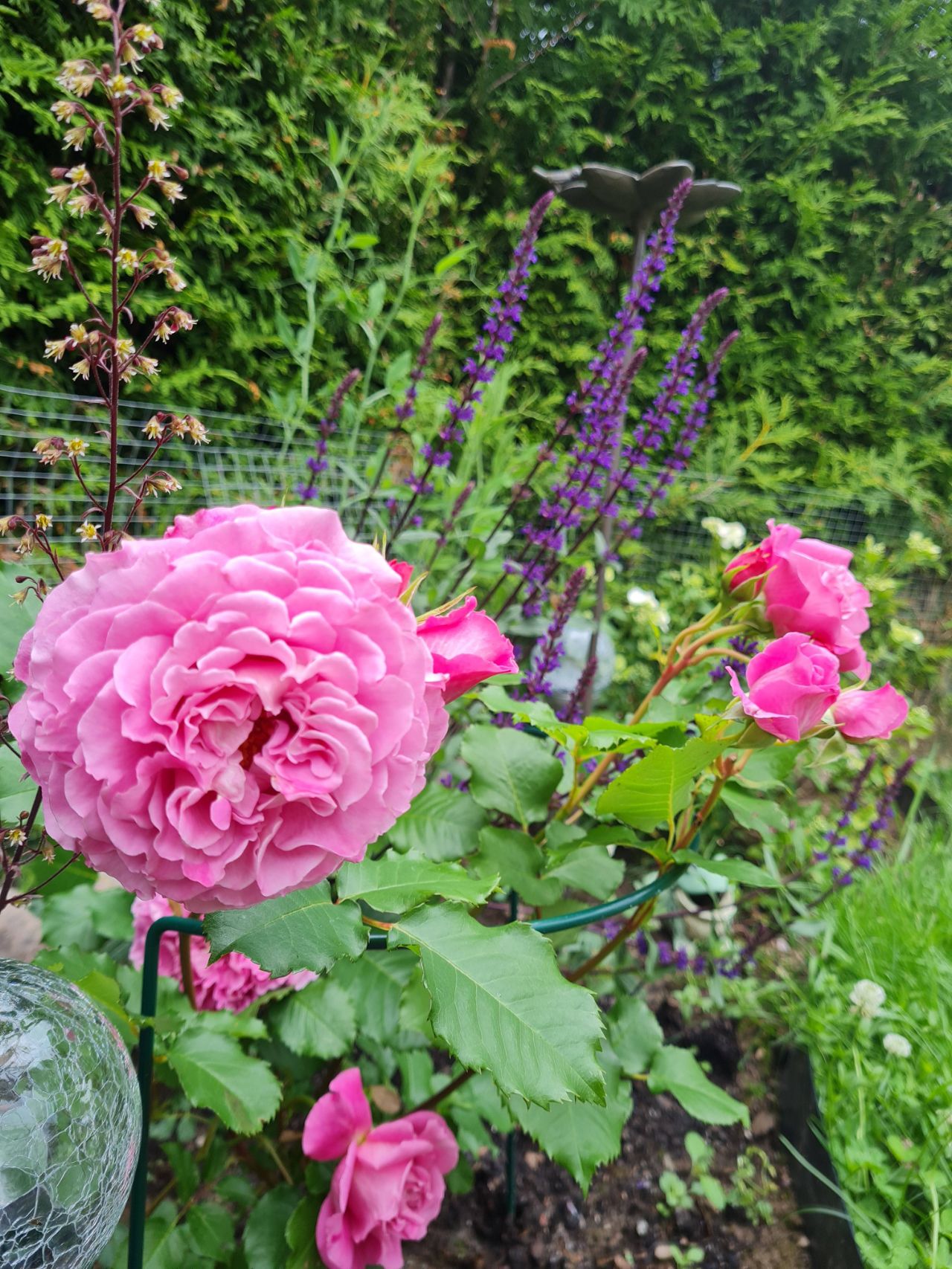 Oh!Garden - Ros Agnes Schillinger