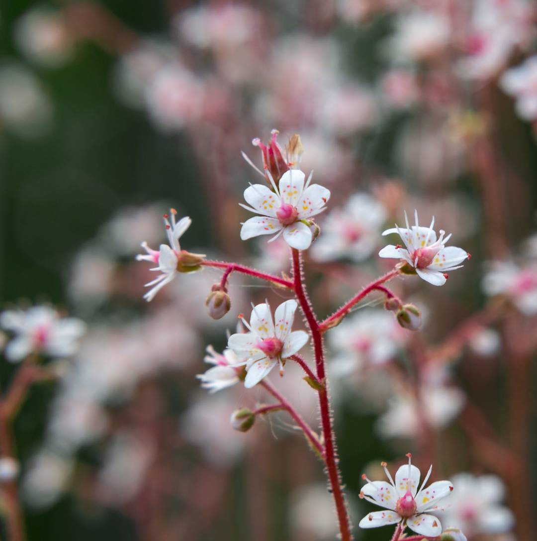 Oh!Garden - Skuggbräcka