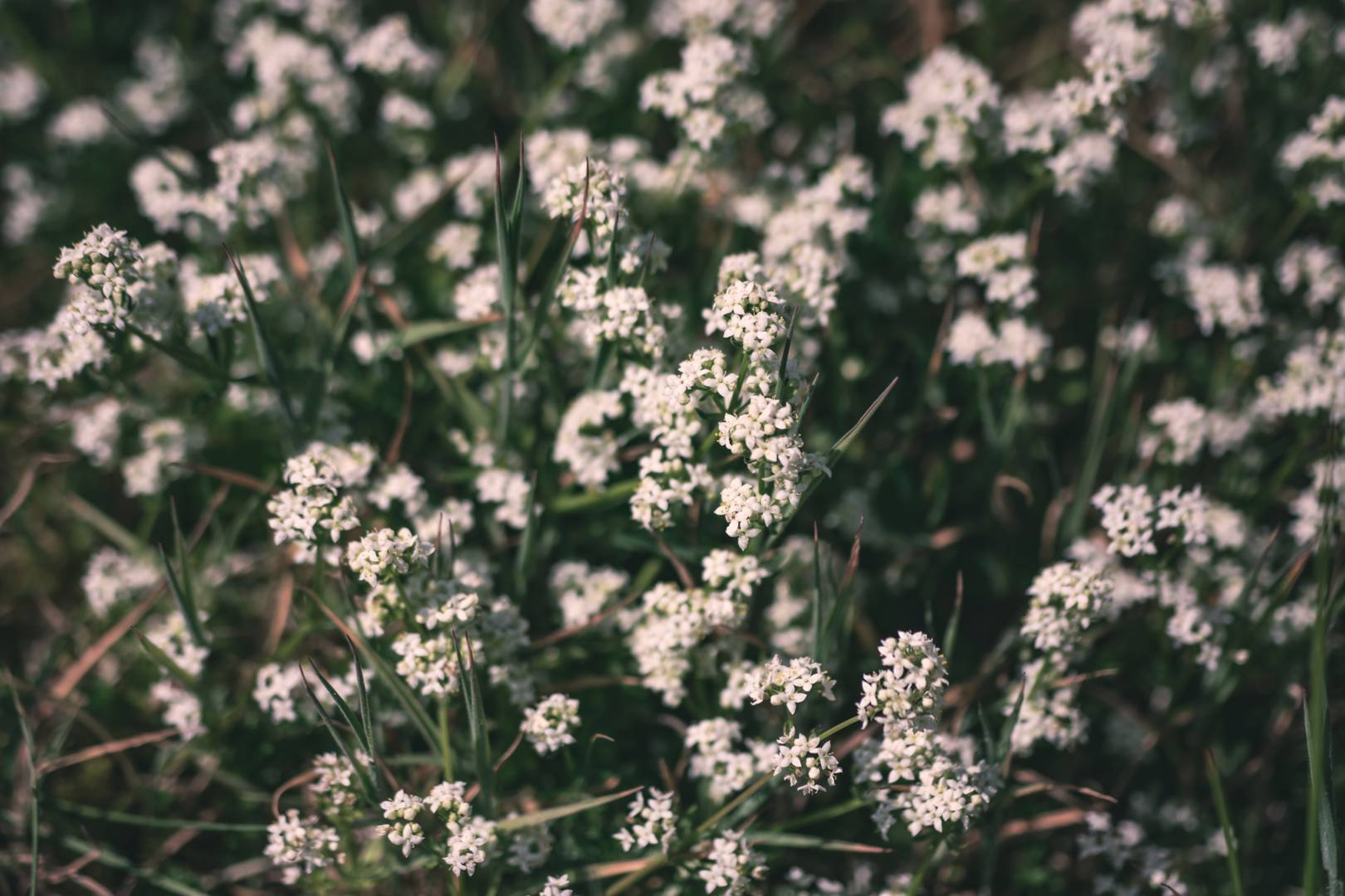 Oh!Garden - Stenmåra