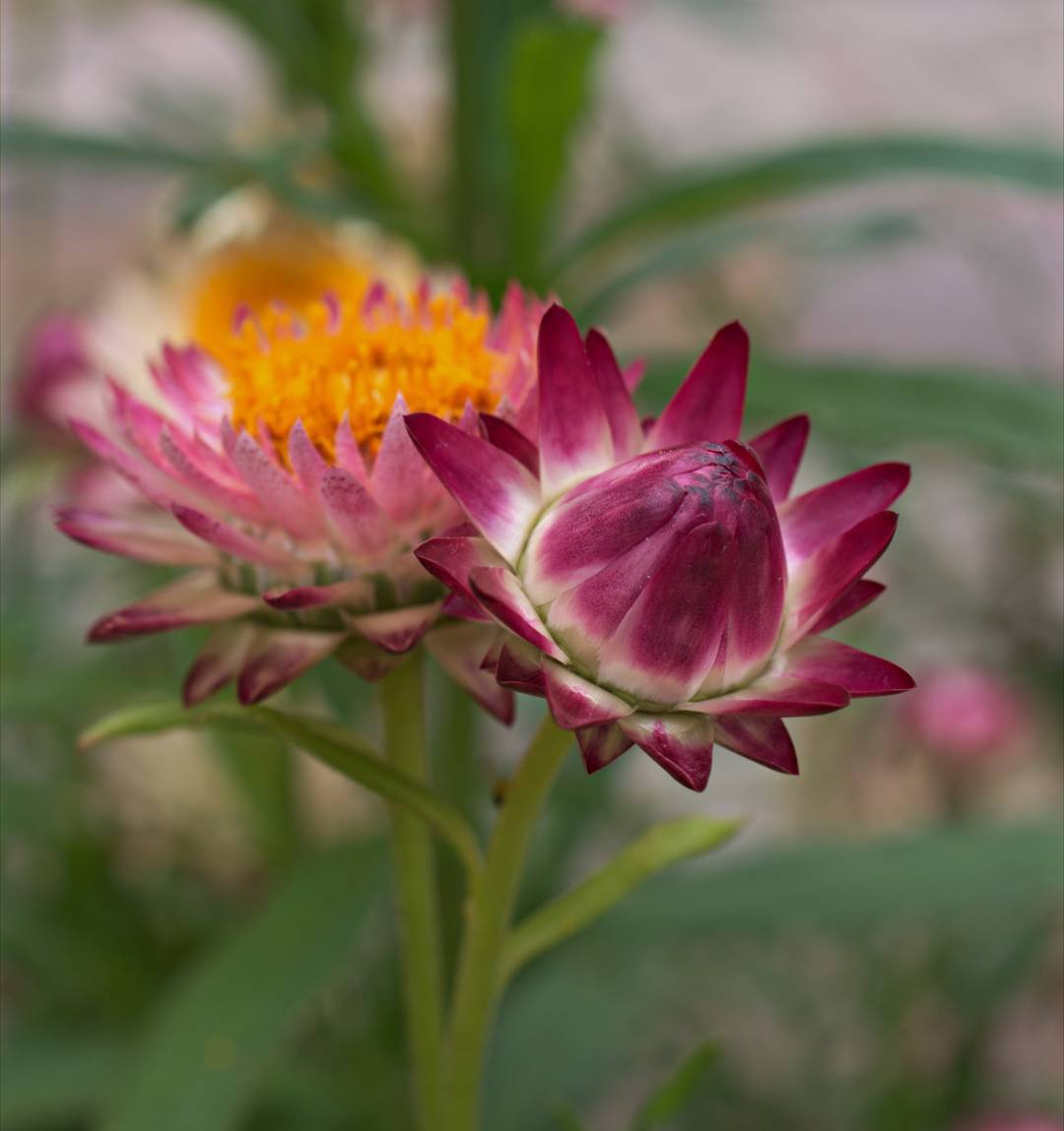 Oh!Garden - Jätte-eternell Swiss Giants