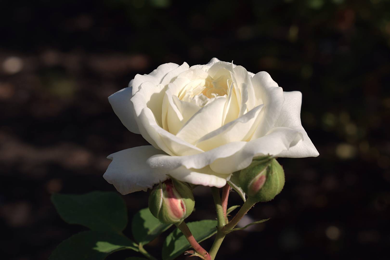 Oh!Garden - Ros Alabaster