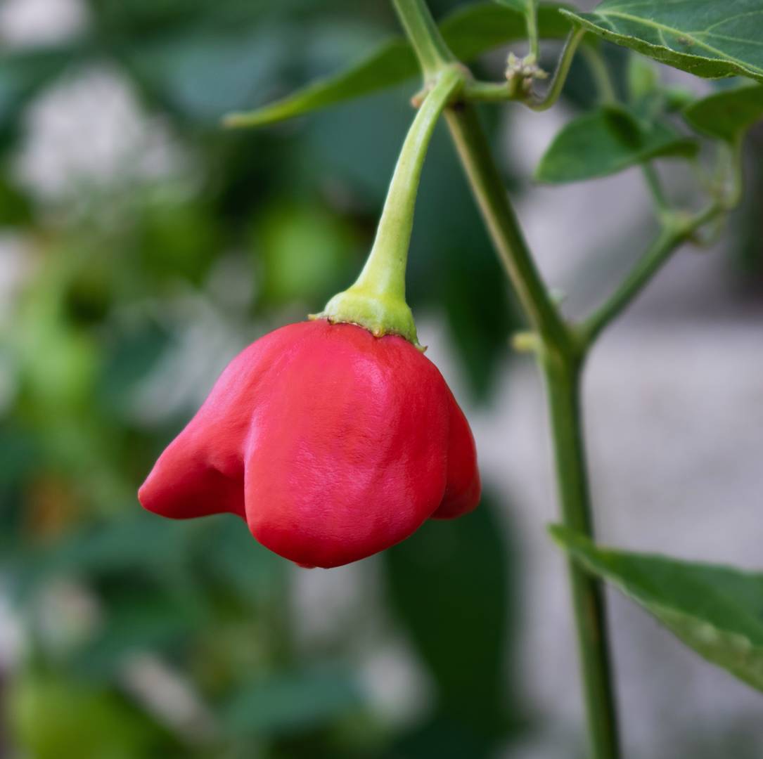 Oh!Garden - Chilipeppar Bishops Crown