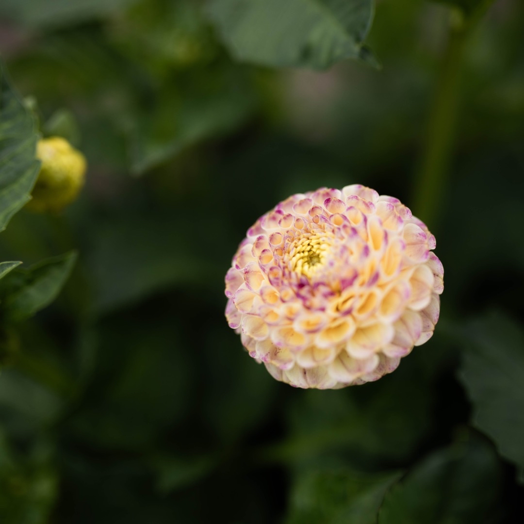 Oh!Garden - Dahlia Hapet Compo