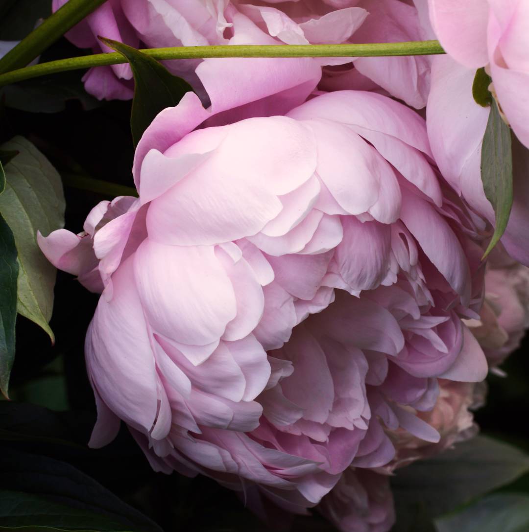 Oh!Garden - Luktpion Mrs. Franklin D. Roosevelt