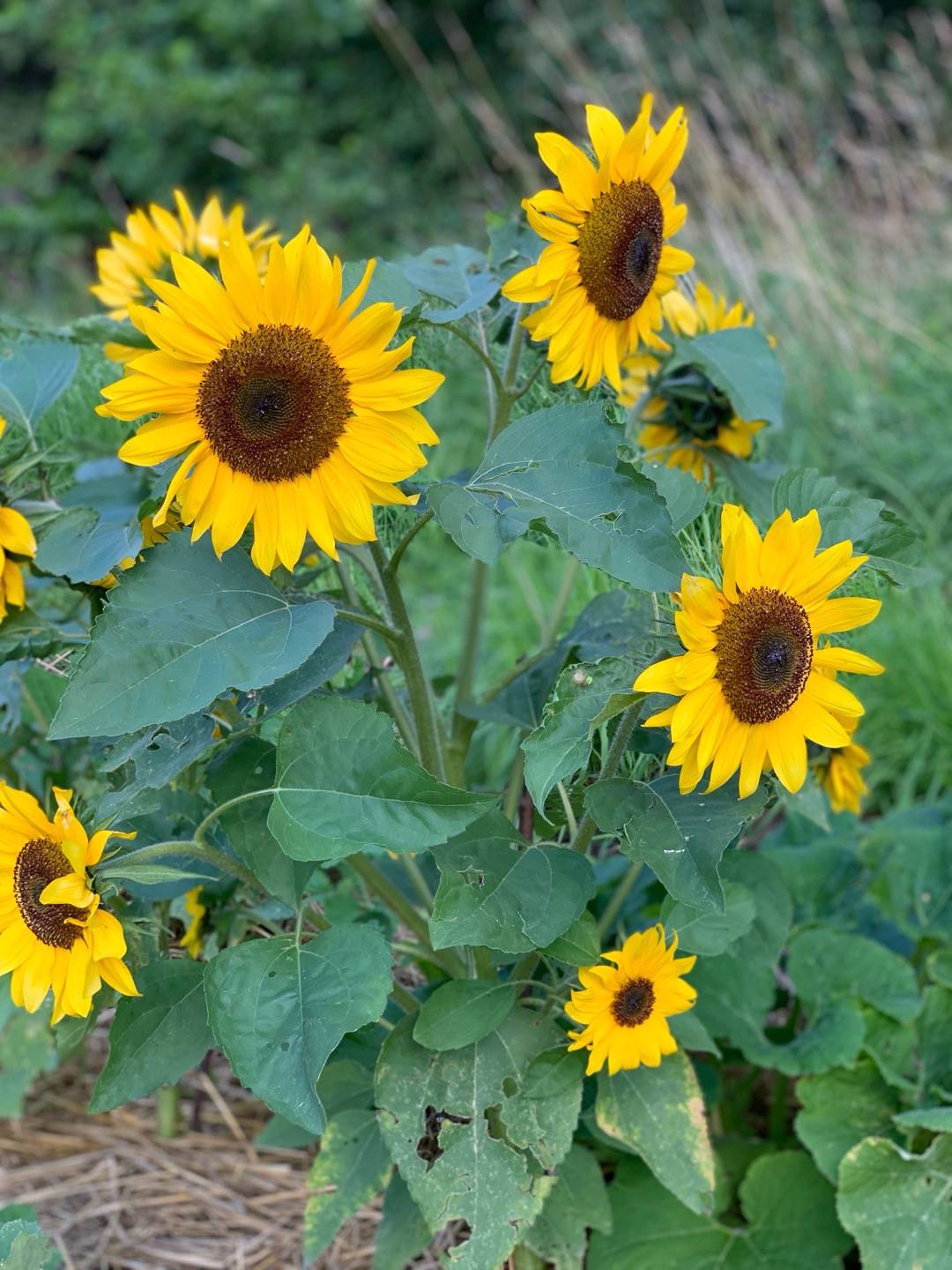 Oh!Garden - Solros Waooh!