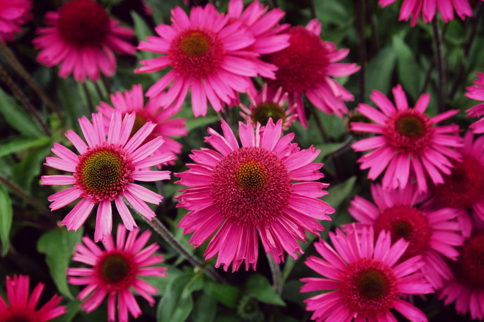 Oh!Garden - Solhatt Delicious Candy