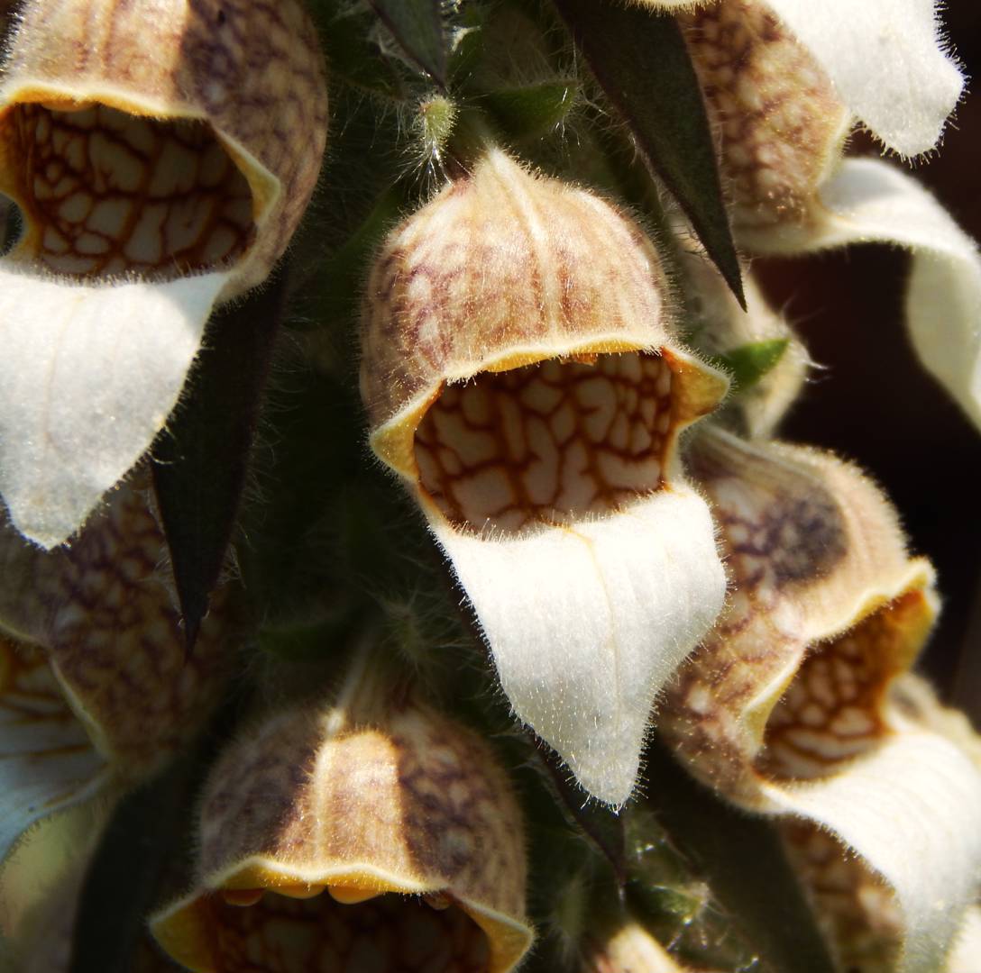 Oh!Garden - Brun Fingerborgslomma Gigantea