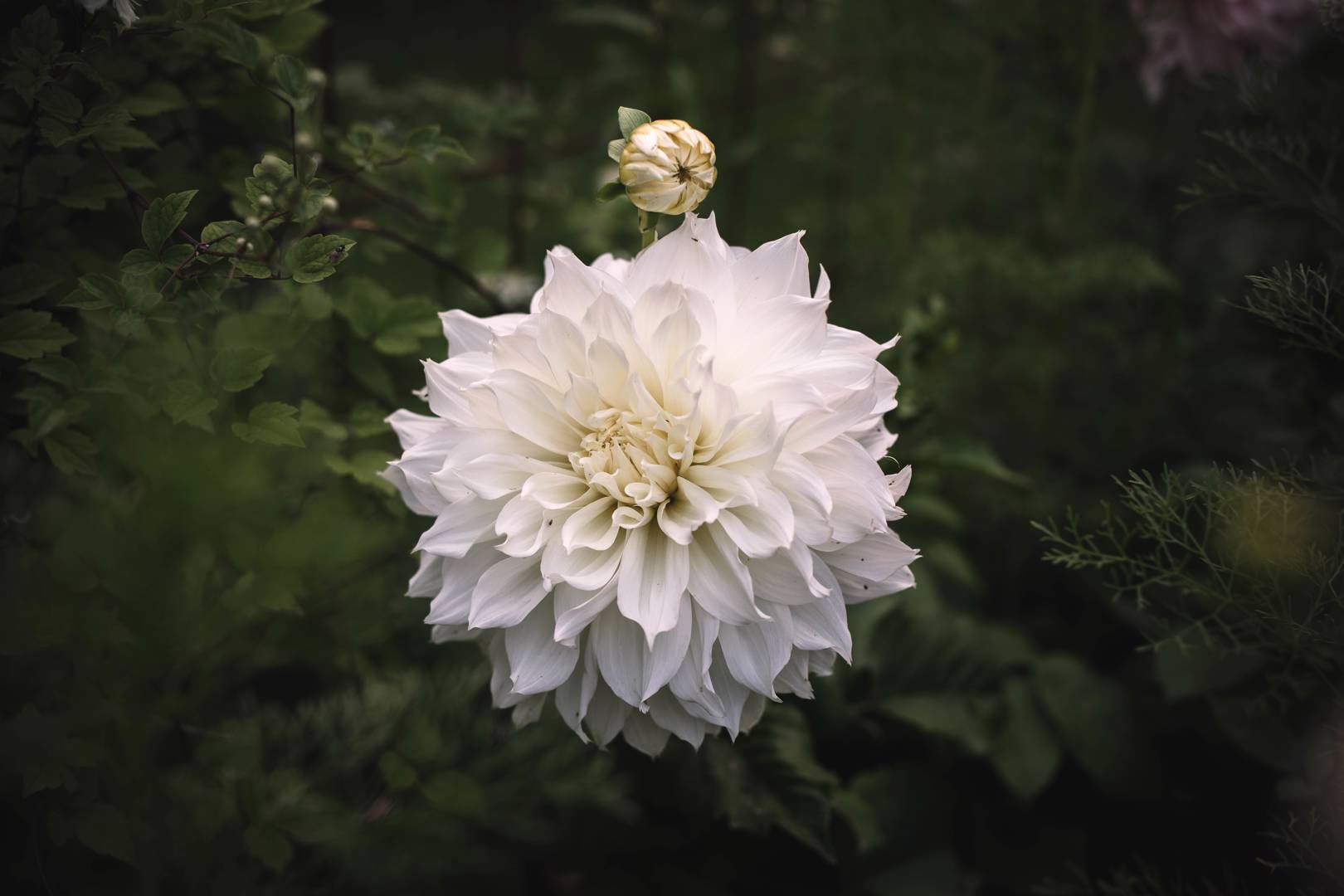 Oh!Garden - Dahlia Fleurel