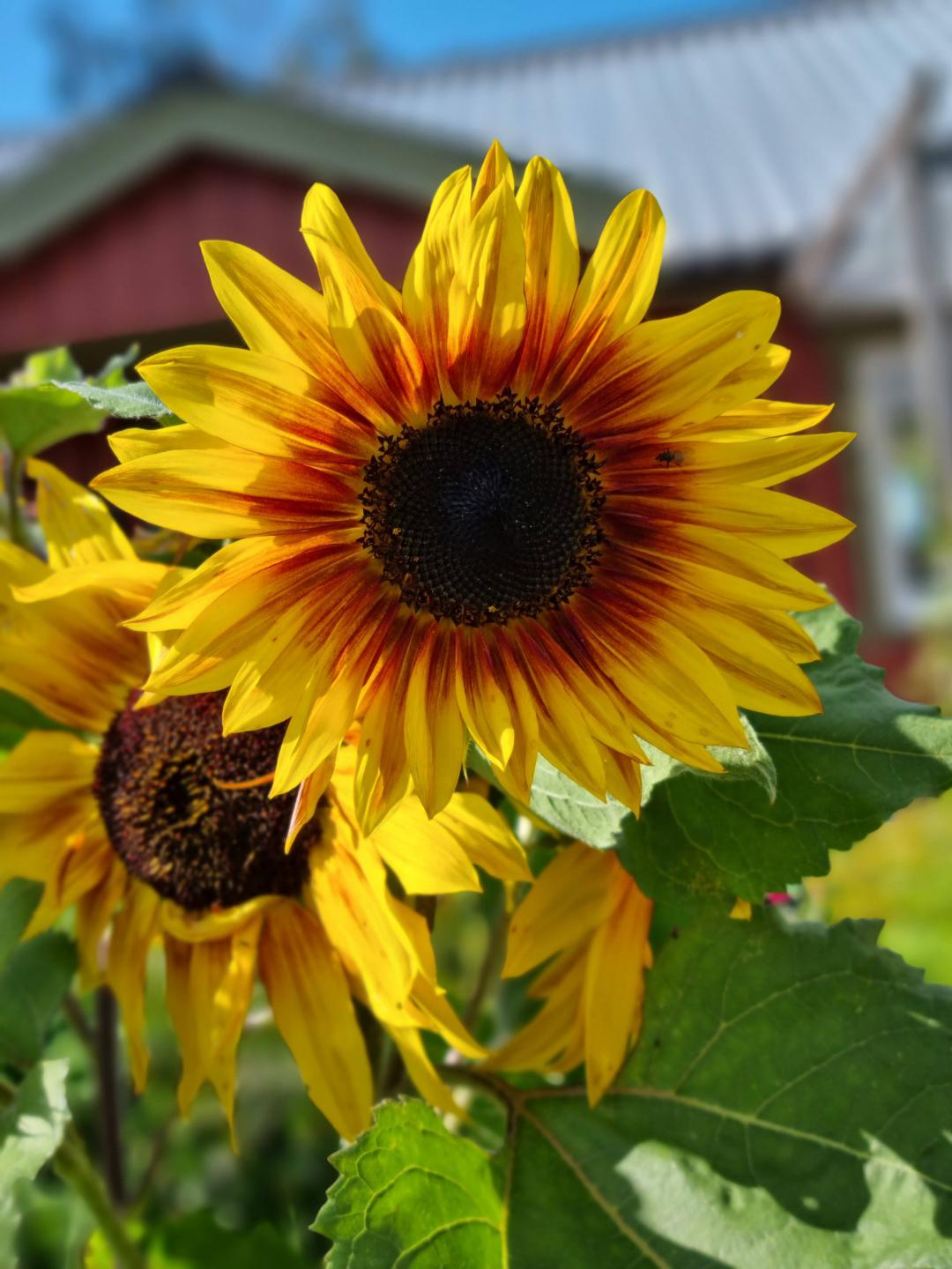 Oh!Garden - Solros Fantasy Mixed