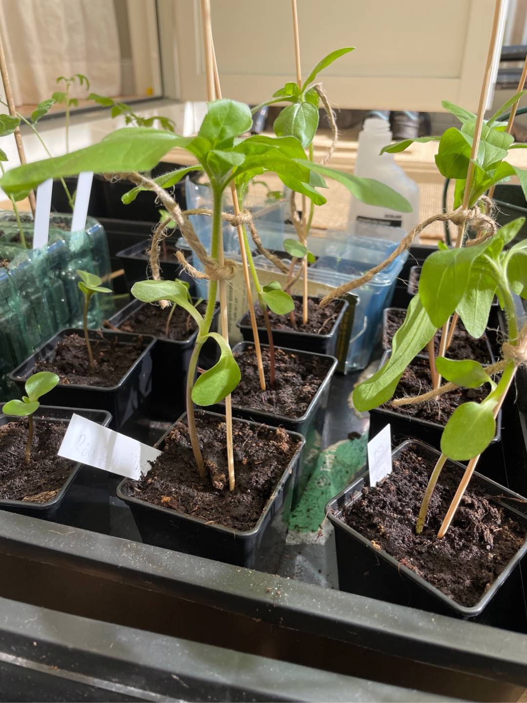 Oh!Garden - Solros Red Sun