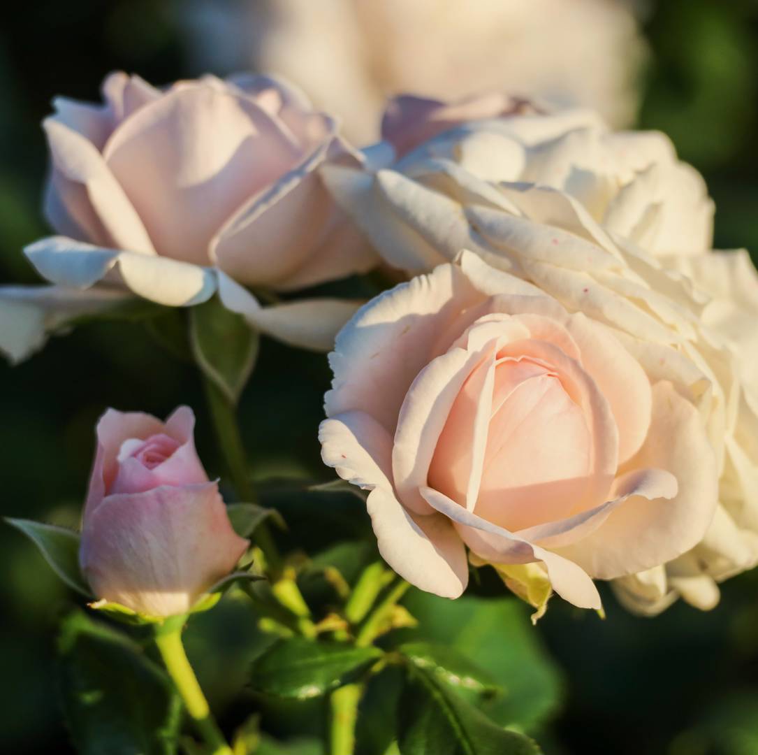 Oh!Garden - Ros Sweet Romanza