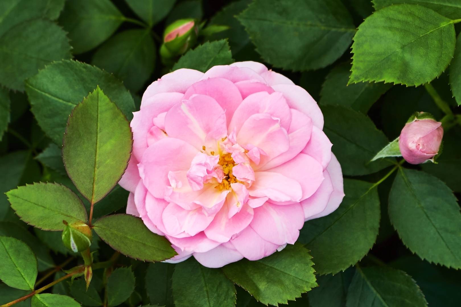 Oh!Garden - Ros Prairie Joy