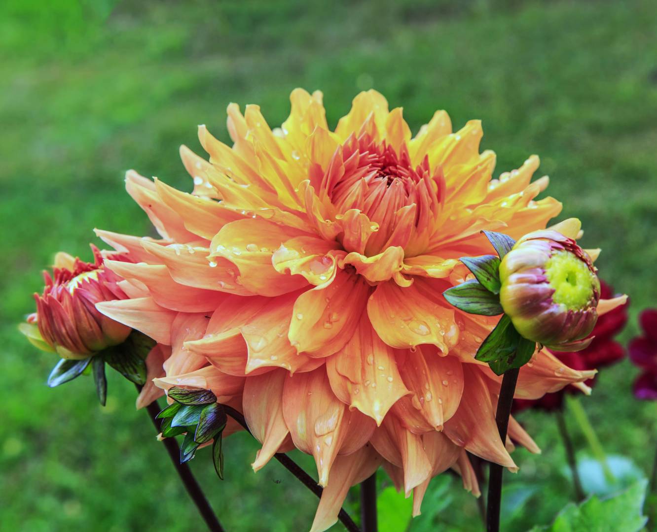 Oh!Garden - Dahlia Philip Campos