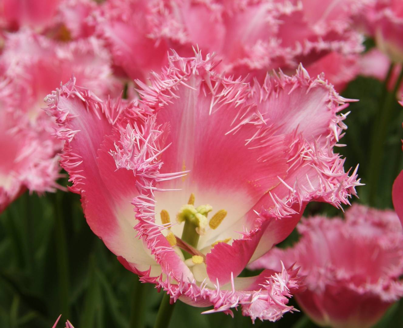 Oh!Garden - Tulpan Fancy Frills