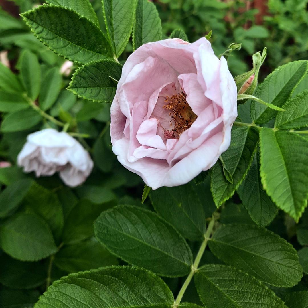 Oh!Garden - Ros Lac Majeau