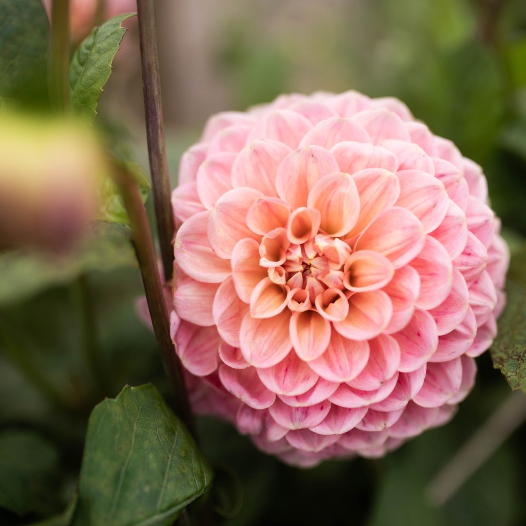 Oh!Garden - Dahlia Rock Run Ashley