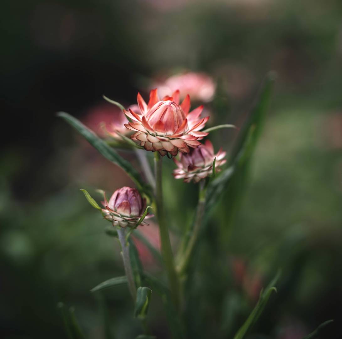 Oh!Garden - Jätte-eternell Salmon Rose