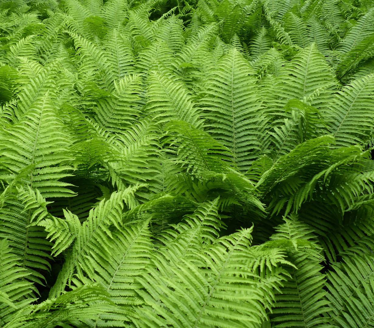 Oh!Garden - Majbräken