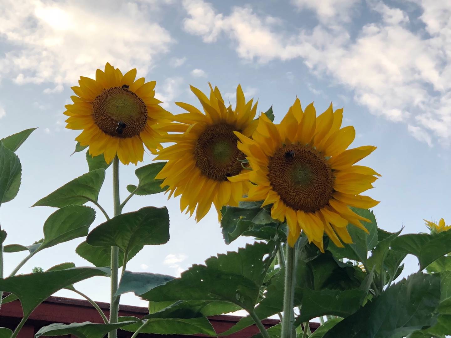 Oh!Garden - Solros Uniflorus