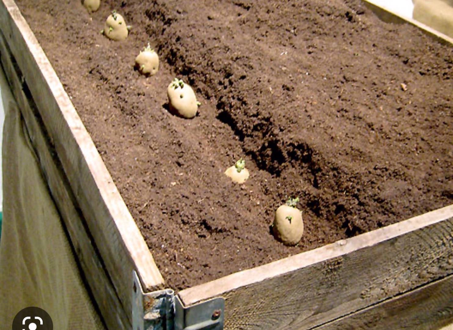 Oh!Garden - Potatis Almonda