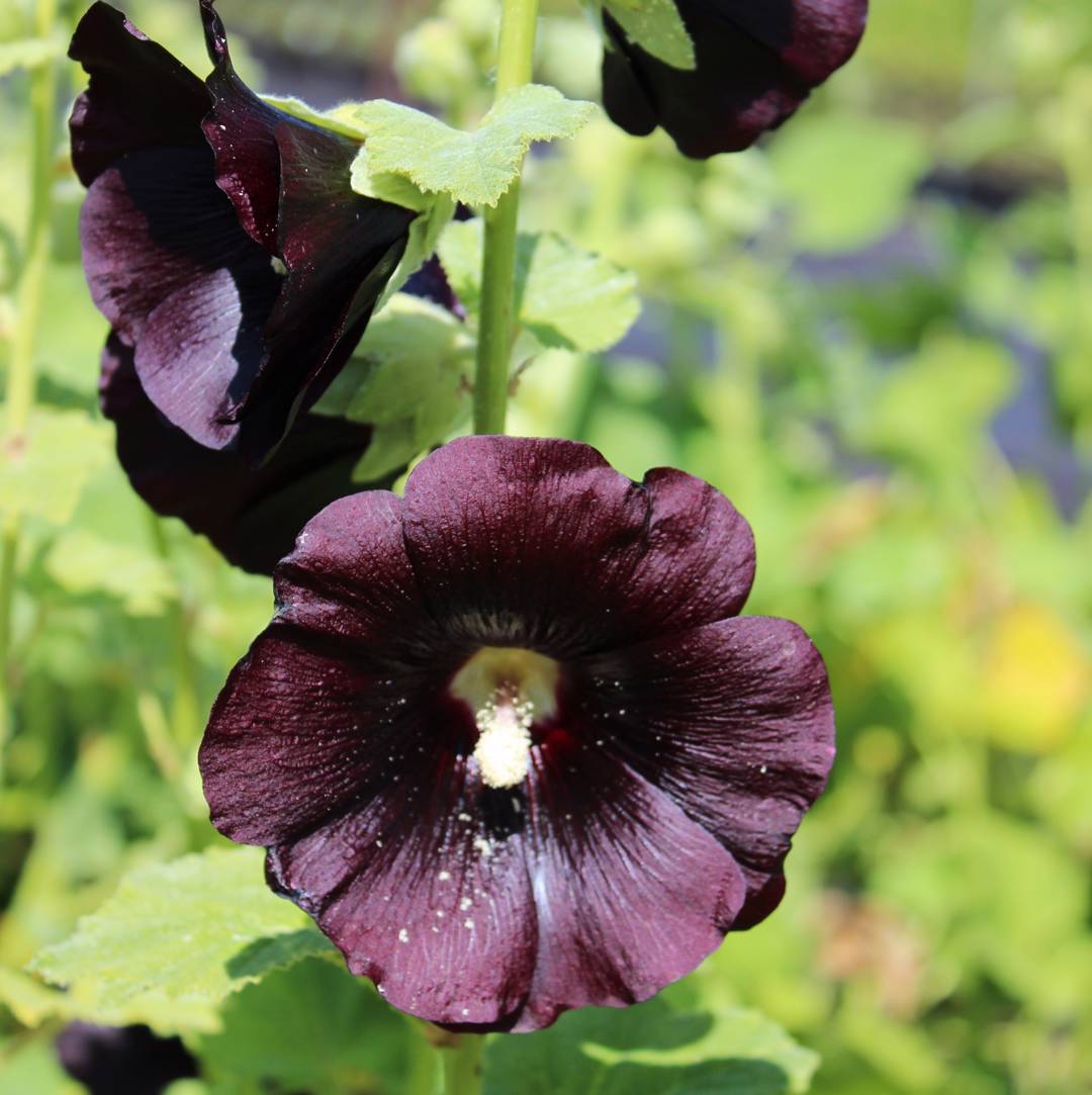 Oh!Garden - Stockros Black Knight