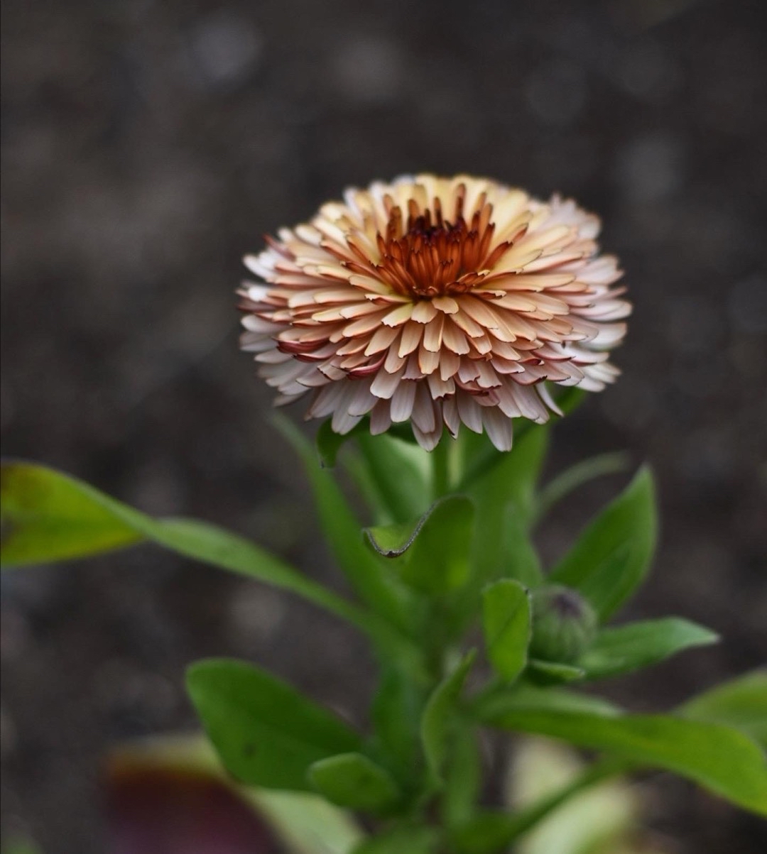 Oh!Garden - Ringblomma Pygmy Buff