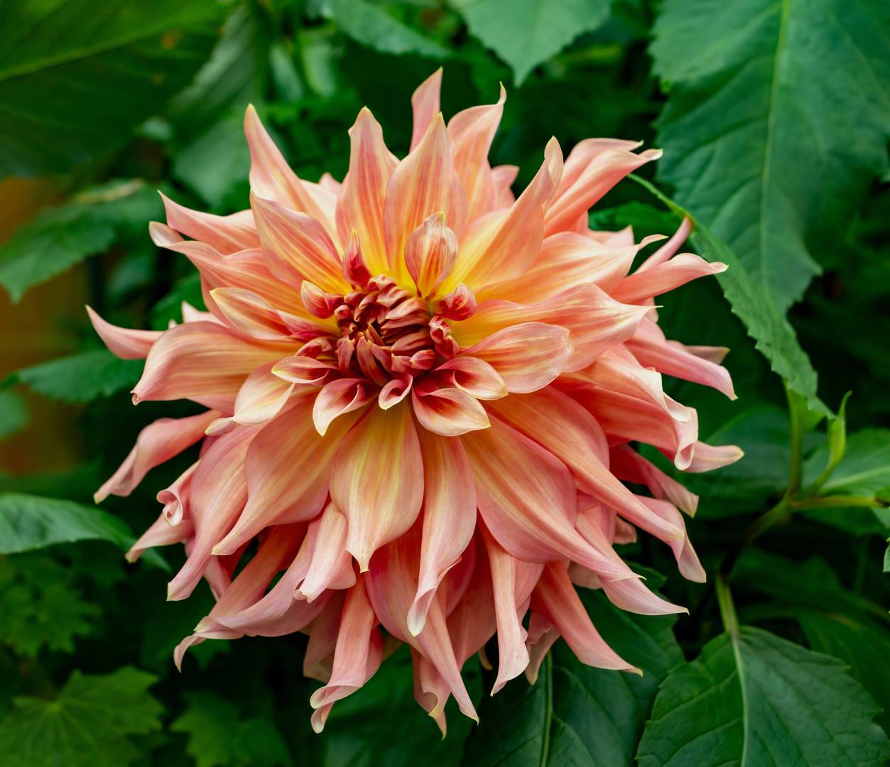 Oh!Garden - Dahlia Für Elise