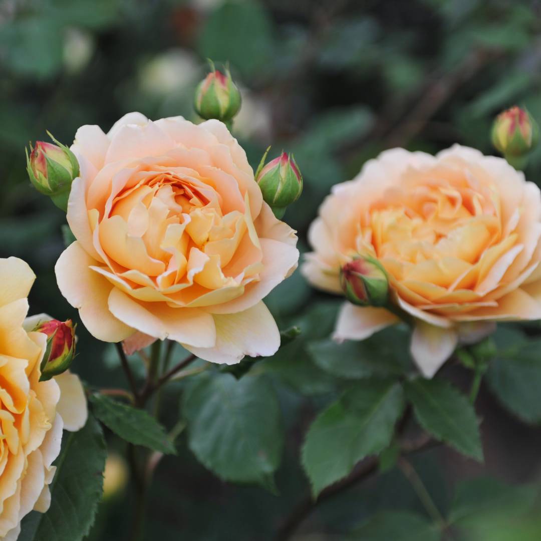 Oh!Garden - Ros Golden Celebration