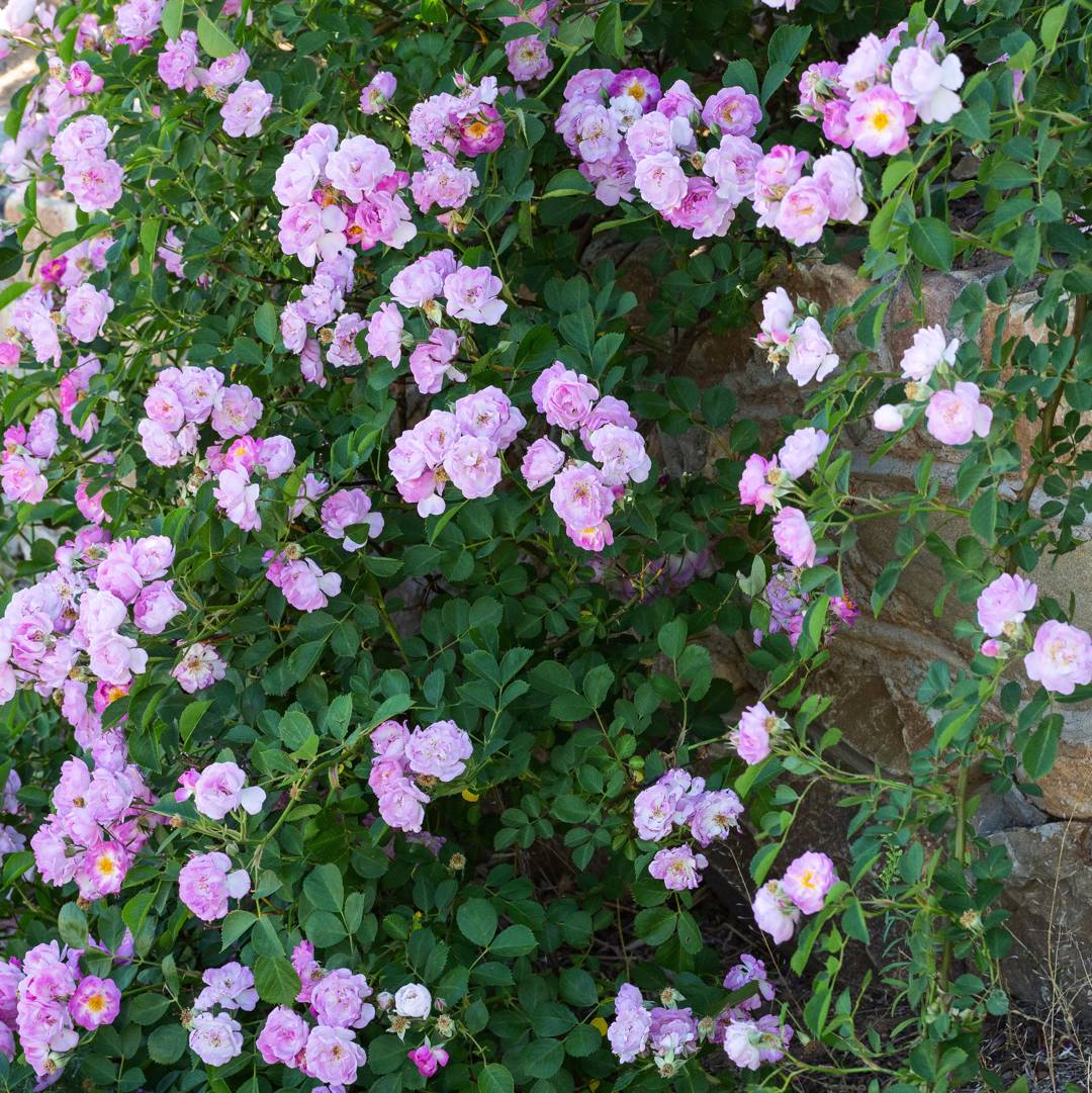 Oh!Garden - Ros Seven Sisters Rose