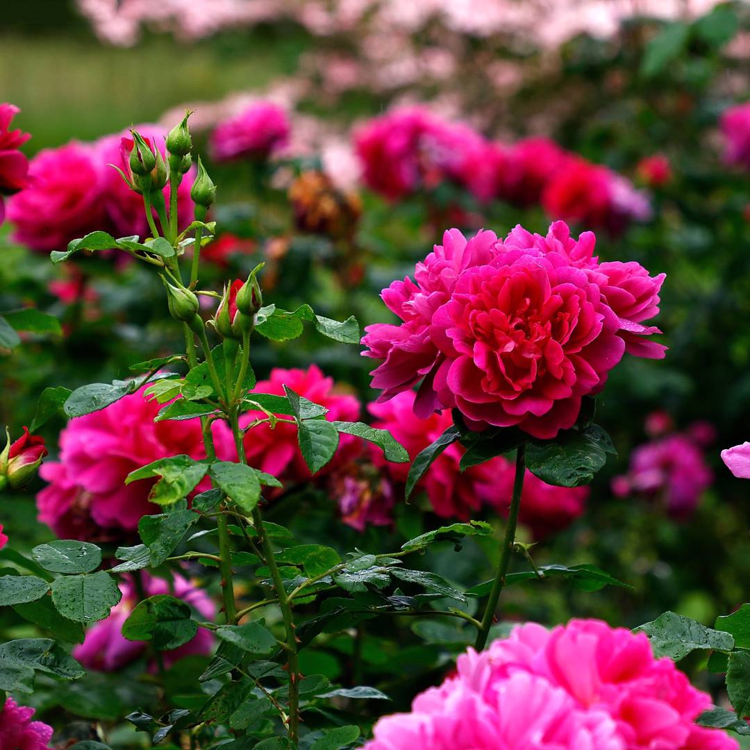 Oh!Garden - Ros Young Lycidas