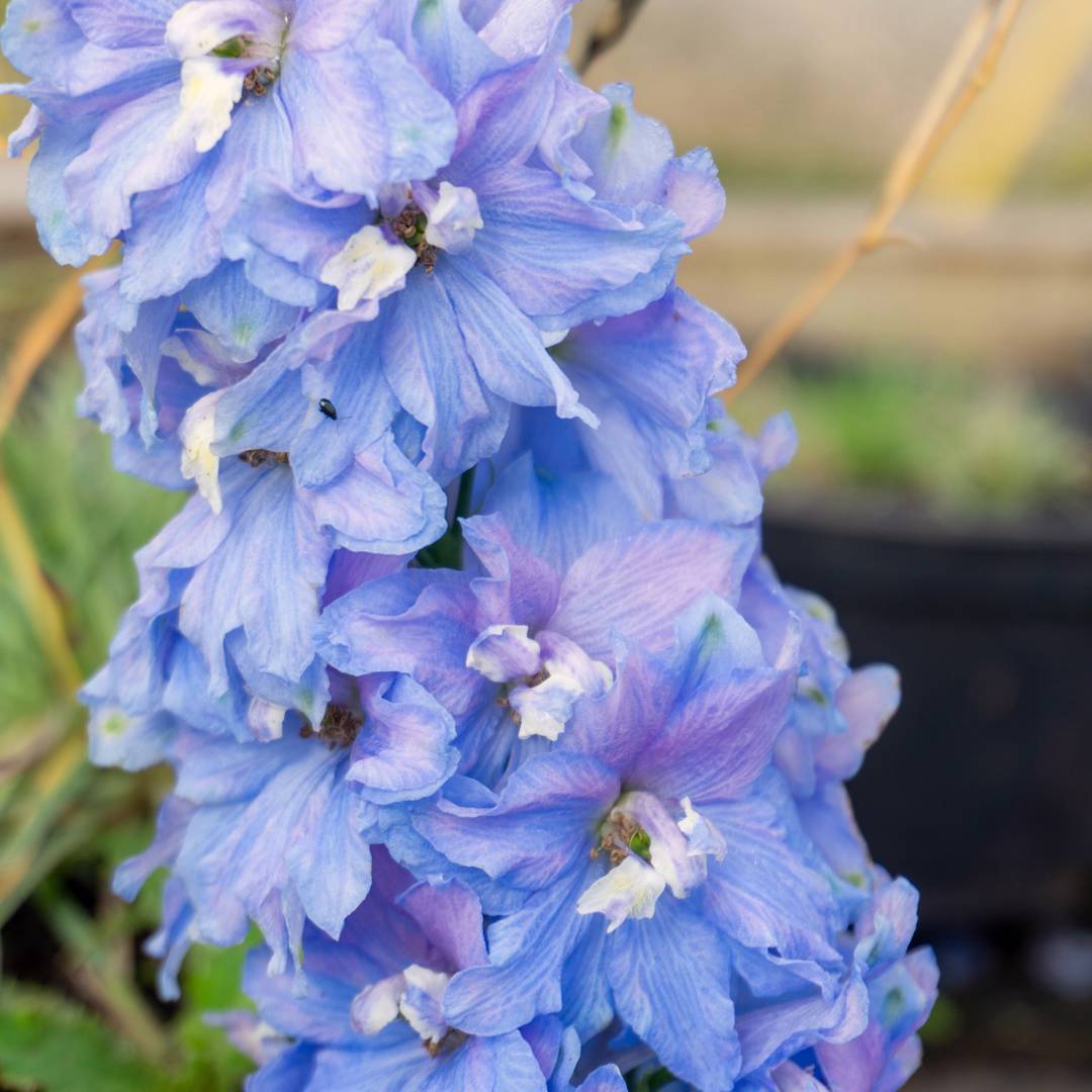Oh!Garden - Trädgårdsriddarsporre Magic Fountains Sky Blue White Bee