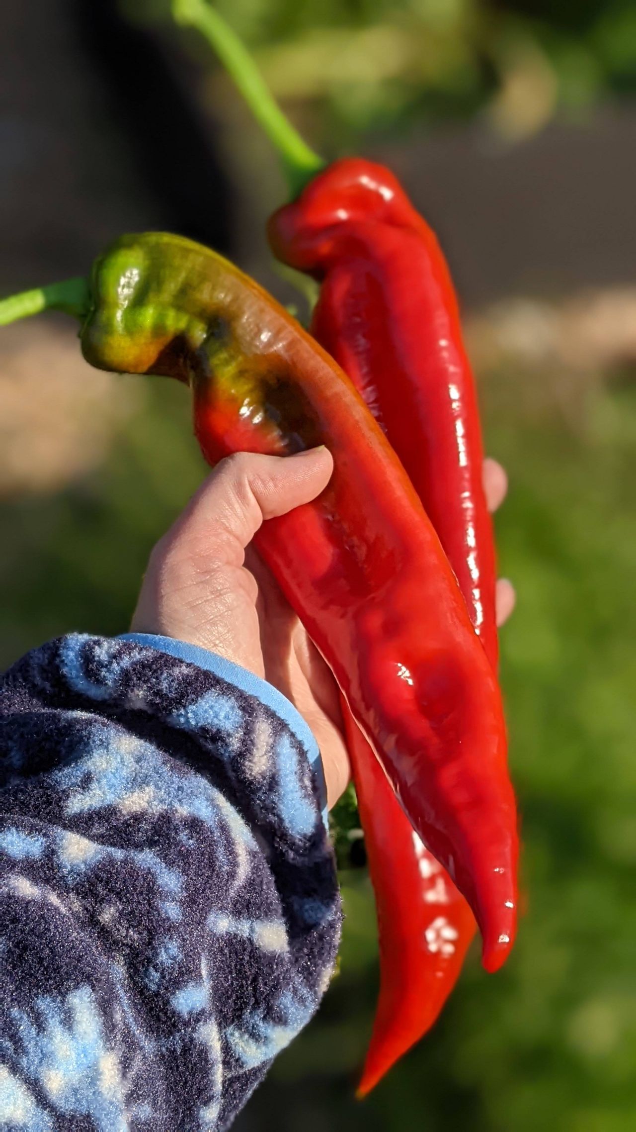 Oh!Garden - Spetspaprika Estilo F1