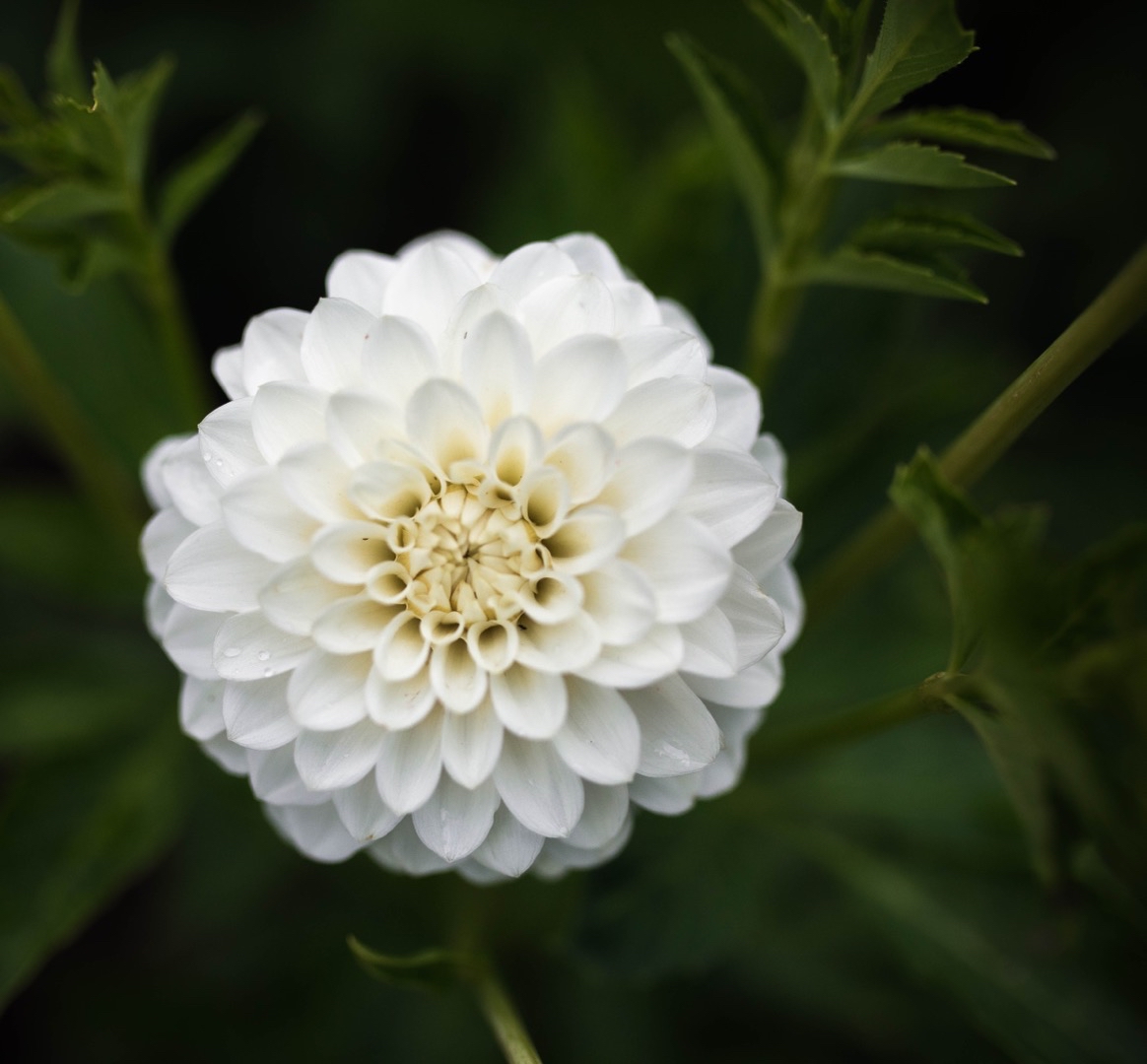 Oh!Garden - Dahlia Petras wedding