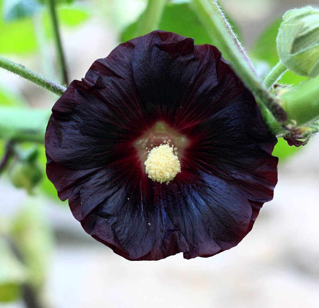 Oh!Garden - Stockros Nigra