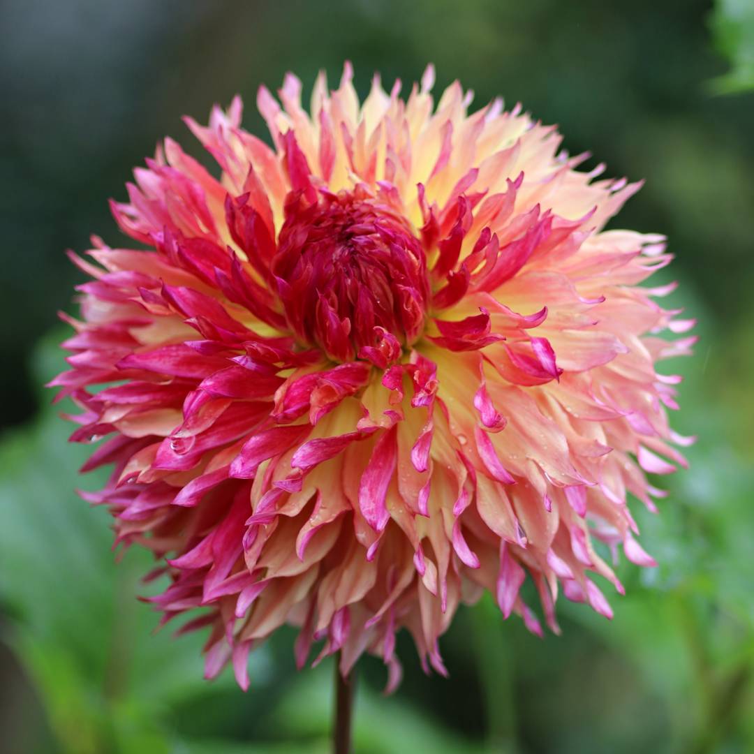 Oh!Garden - Dahlia Fubuki Myrtles Folly