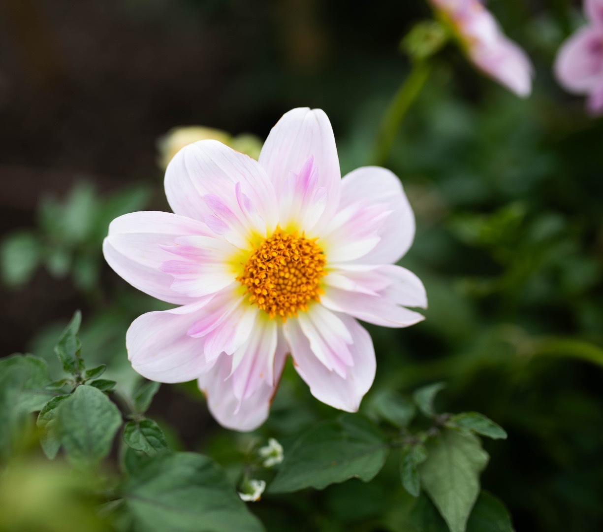Oh!Garden - Dahlia Teesbrook Audrey
